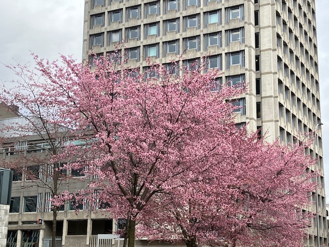 Spring starts bursting out … | Norway's News in English — www ...